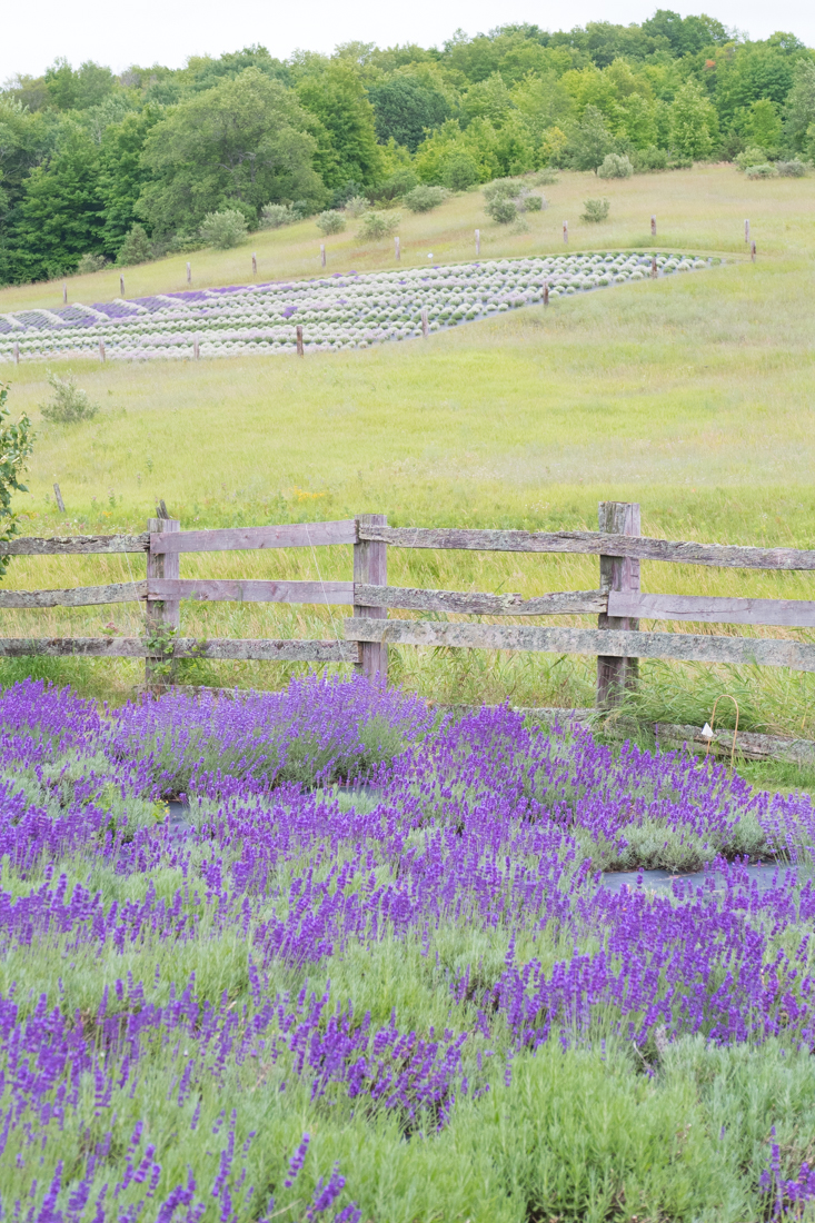 Lavender Farm Mini Vacation - CREATIVE CAIN CABIN