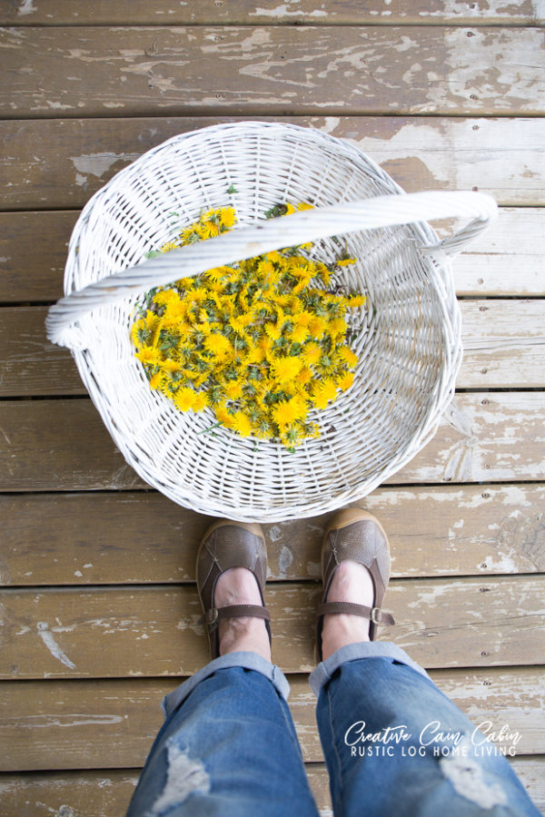 How To Make Dandelion Salve - CREATIVE CAIN CABIN