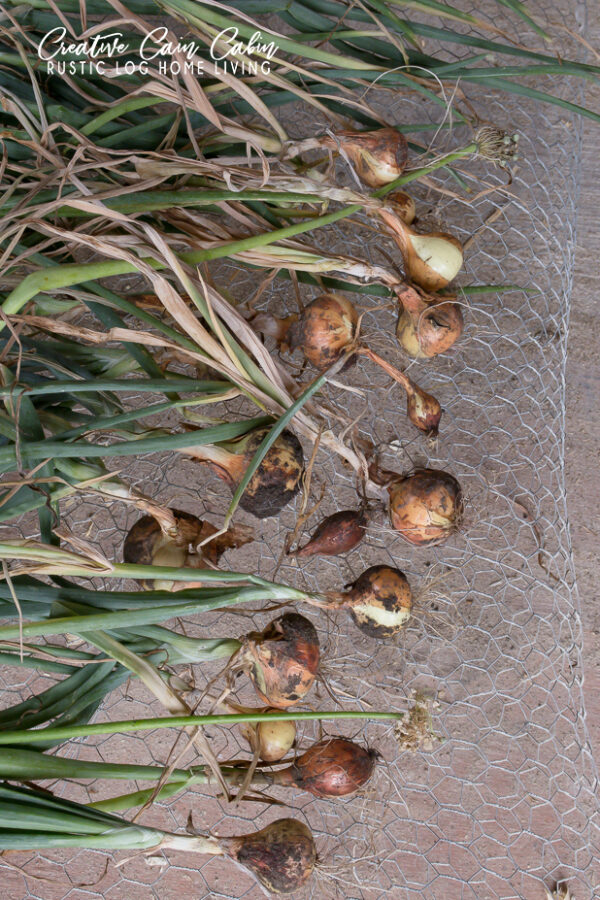 How To Harvest And Store Onions - CREATIVE CAIN CABIN