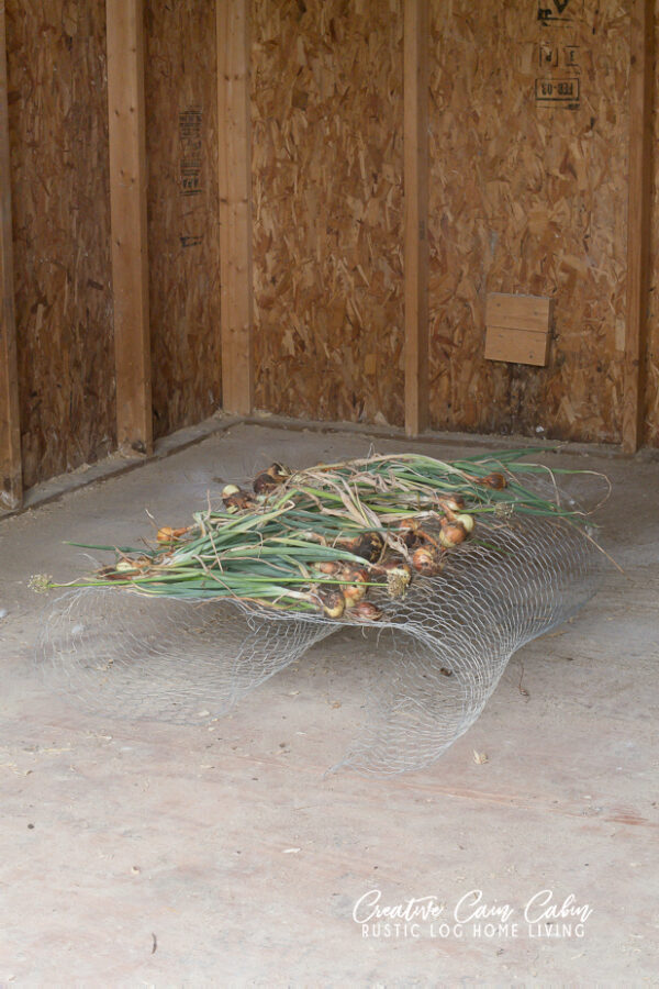How To Harvest And Store Onions - CREATIVE CAIN CABIN