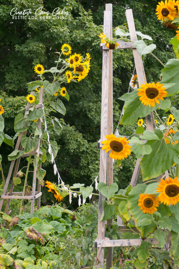 Blooming Sunflowers In The Fall Garden - CREATIVE CAIN CABIN