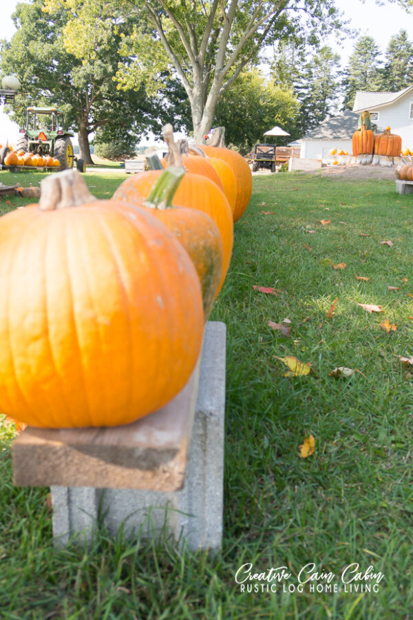 Roadside Pumpkin Patch In The Country - CREATIVE CAIN CABIN