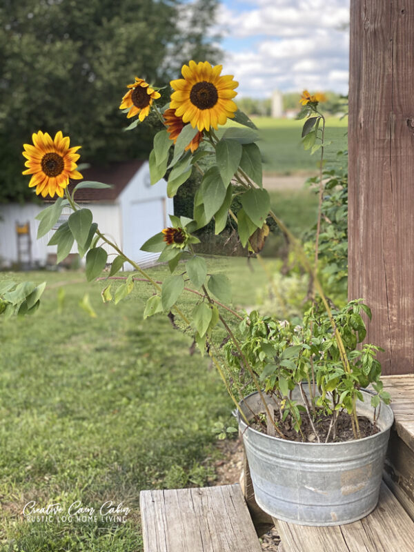 Blooming Sunflowers In The Fall Garden - CREATIVE CAIN CABIN