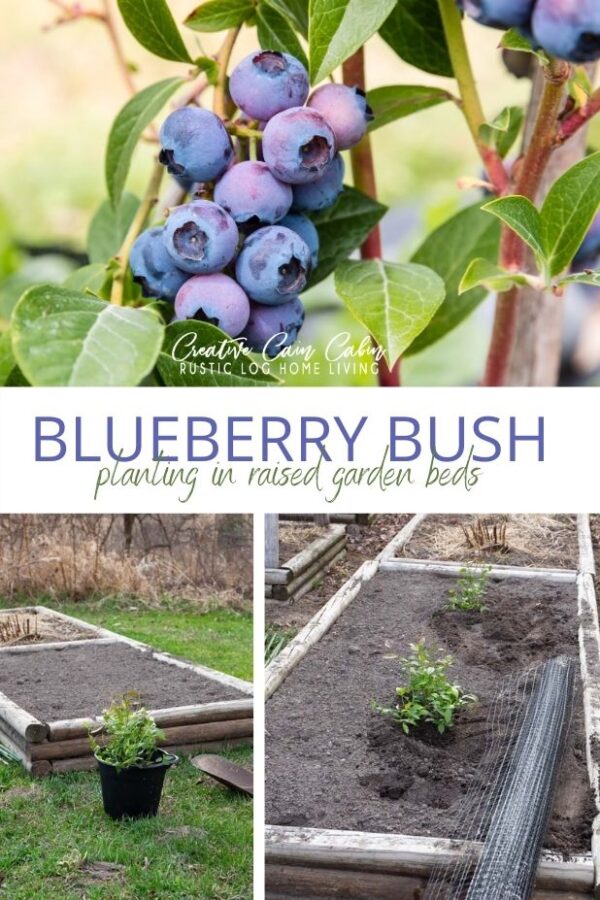 Planting Blueberry Bushes In A Raised Garden Bed - CREATIVE CAIN CABIN