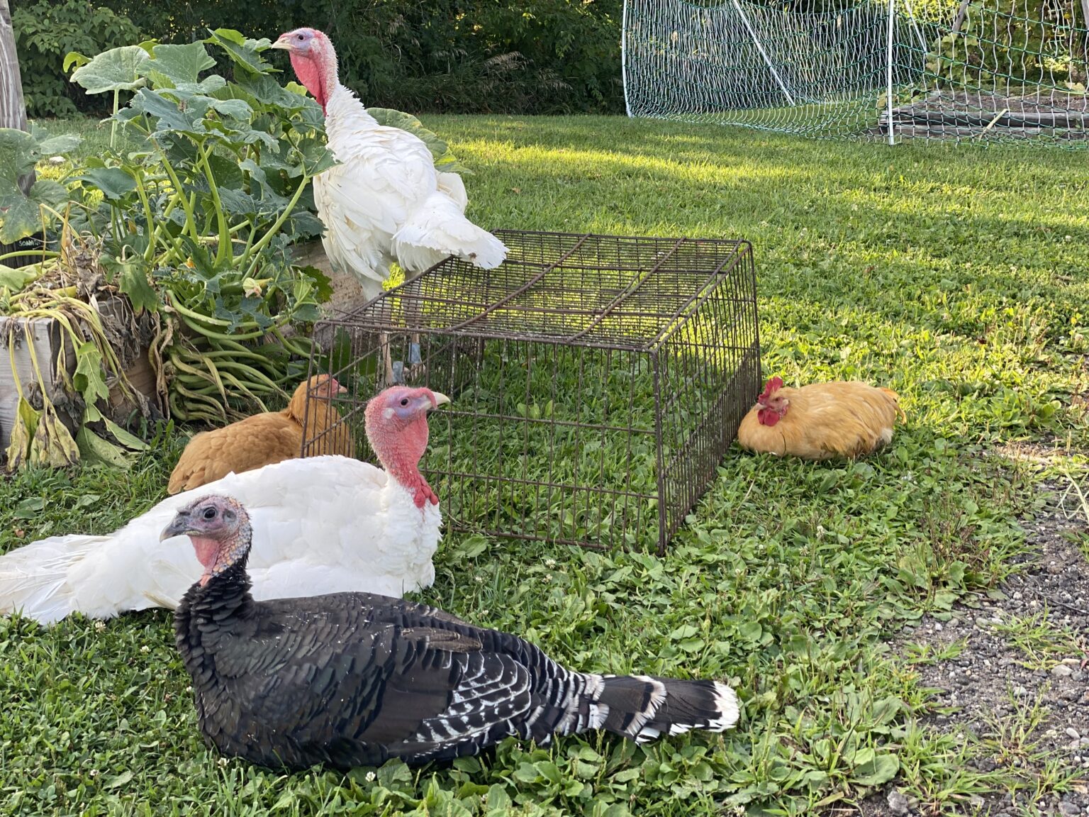 Meet Houdini Our Broad Breasted Pet Turkey - CREATIVE CAIN CABIN
