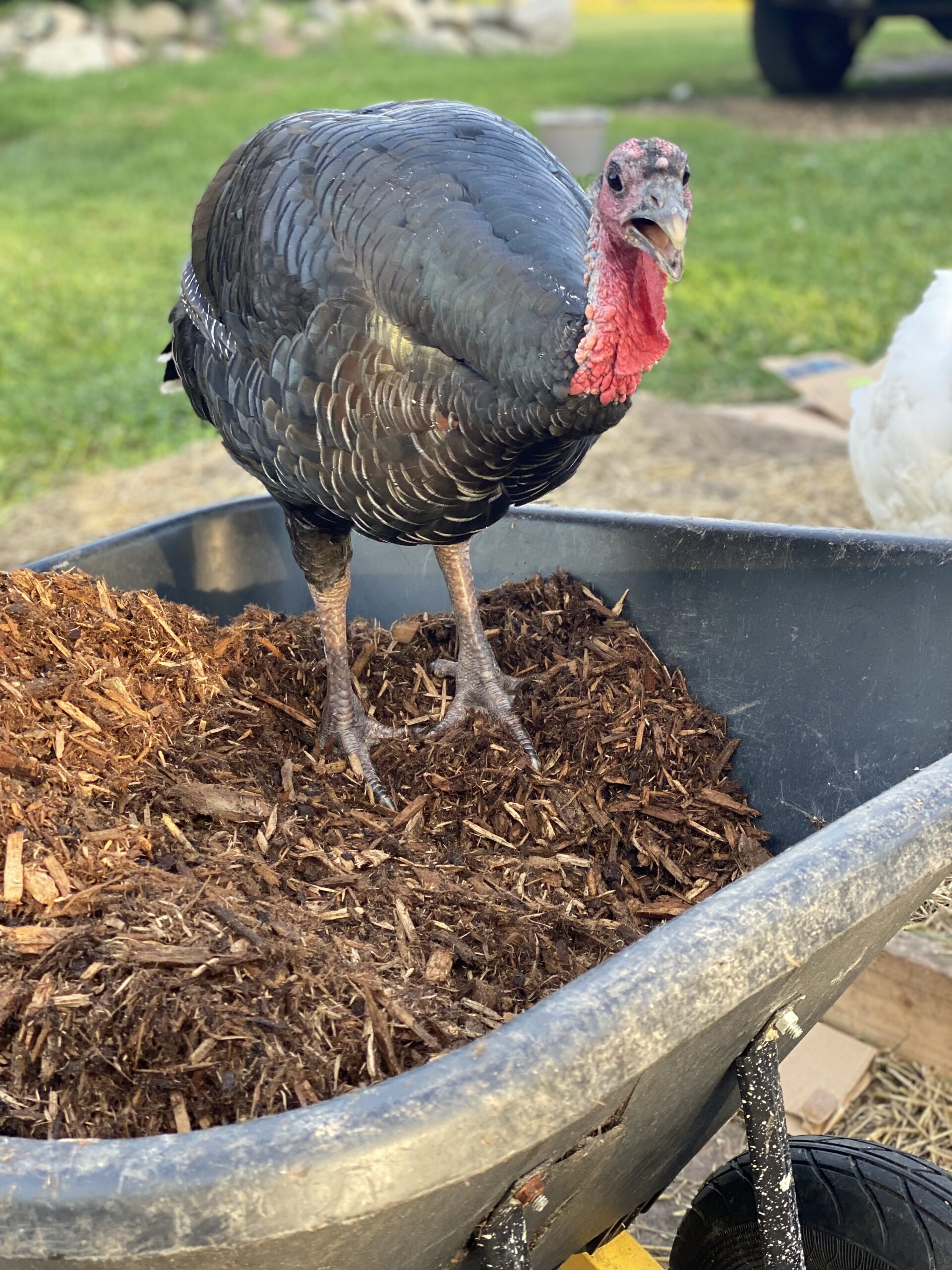 Meet Houdini Our Broad Breasted Pet Turkey - CREATIVE CAIN CABIN