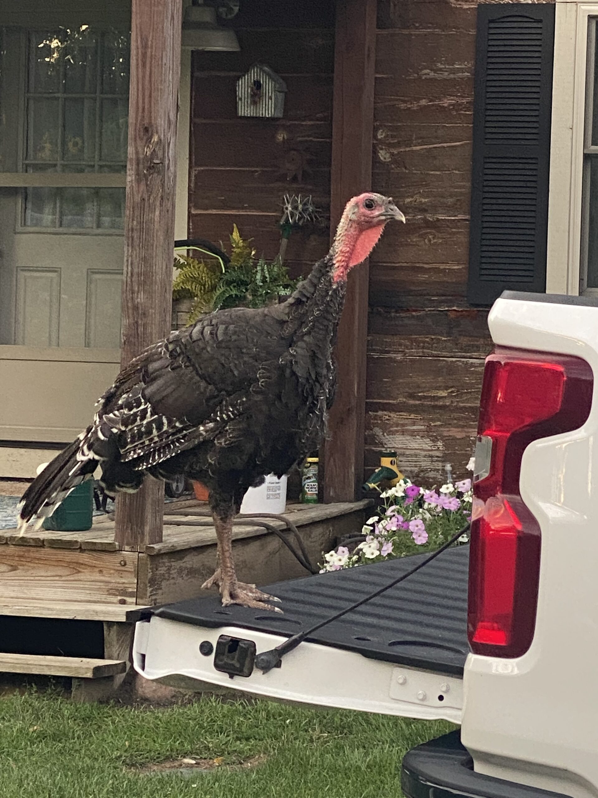 Meet Houdini Our Broad Breasted Pet Turkey - CREATIVE CAIN CABIN