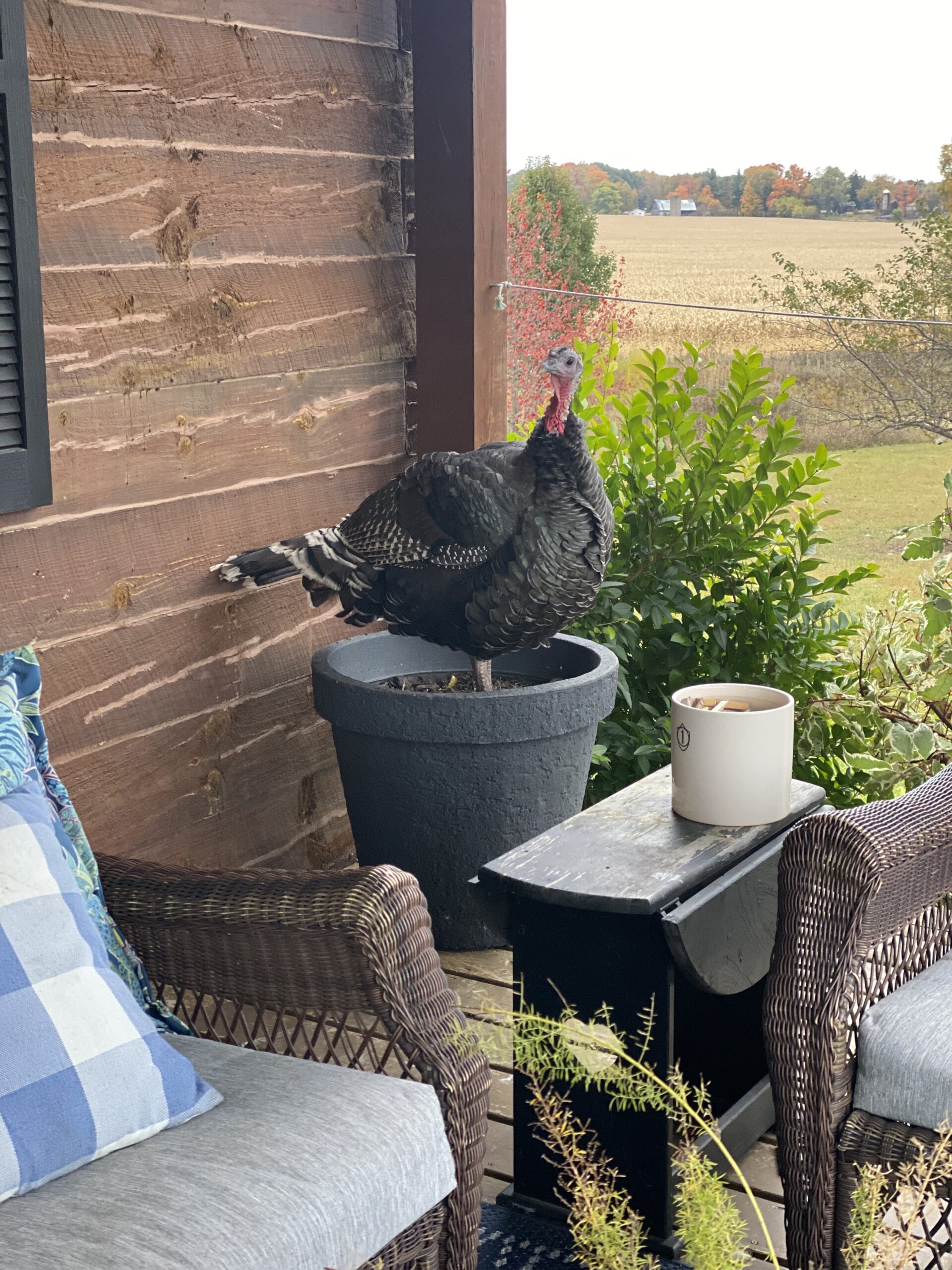 Meet Houdini Our Broad Breasted Pet Turkey - CREATIVE CAIN CABIN