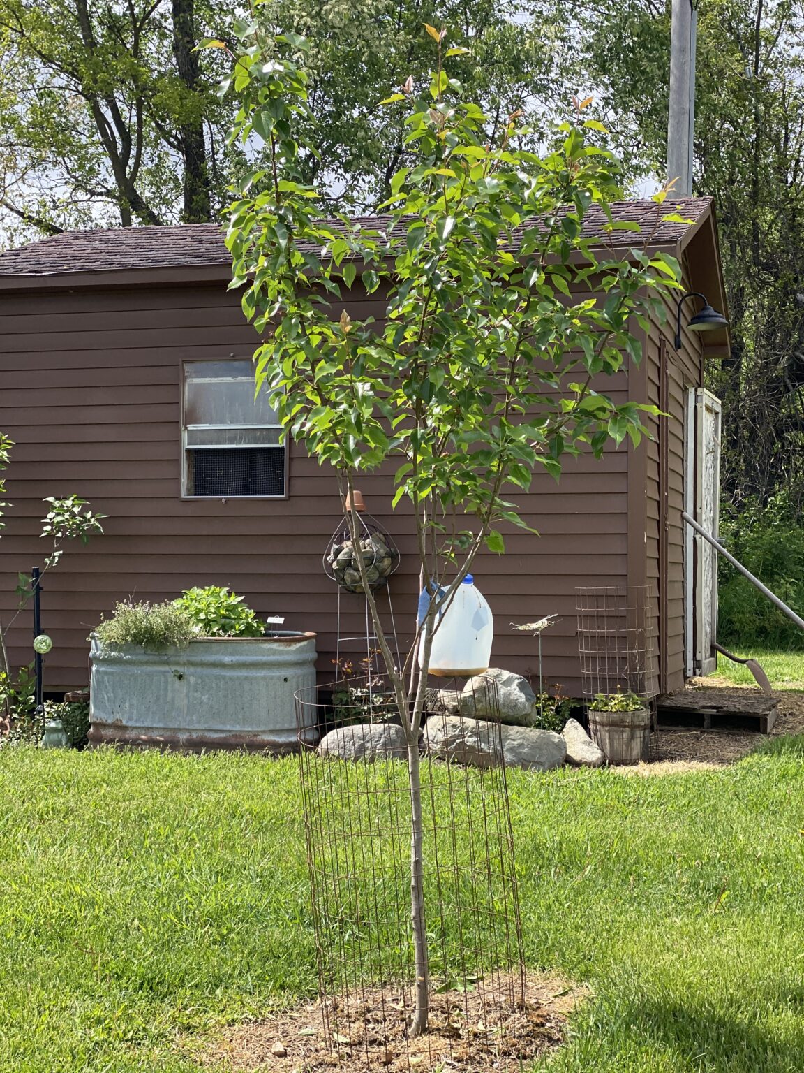 HOW TO NATURALLY KEEP CODLING MOTHS FROM YOUR FRUIT TREES AND HARVEST ...
