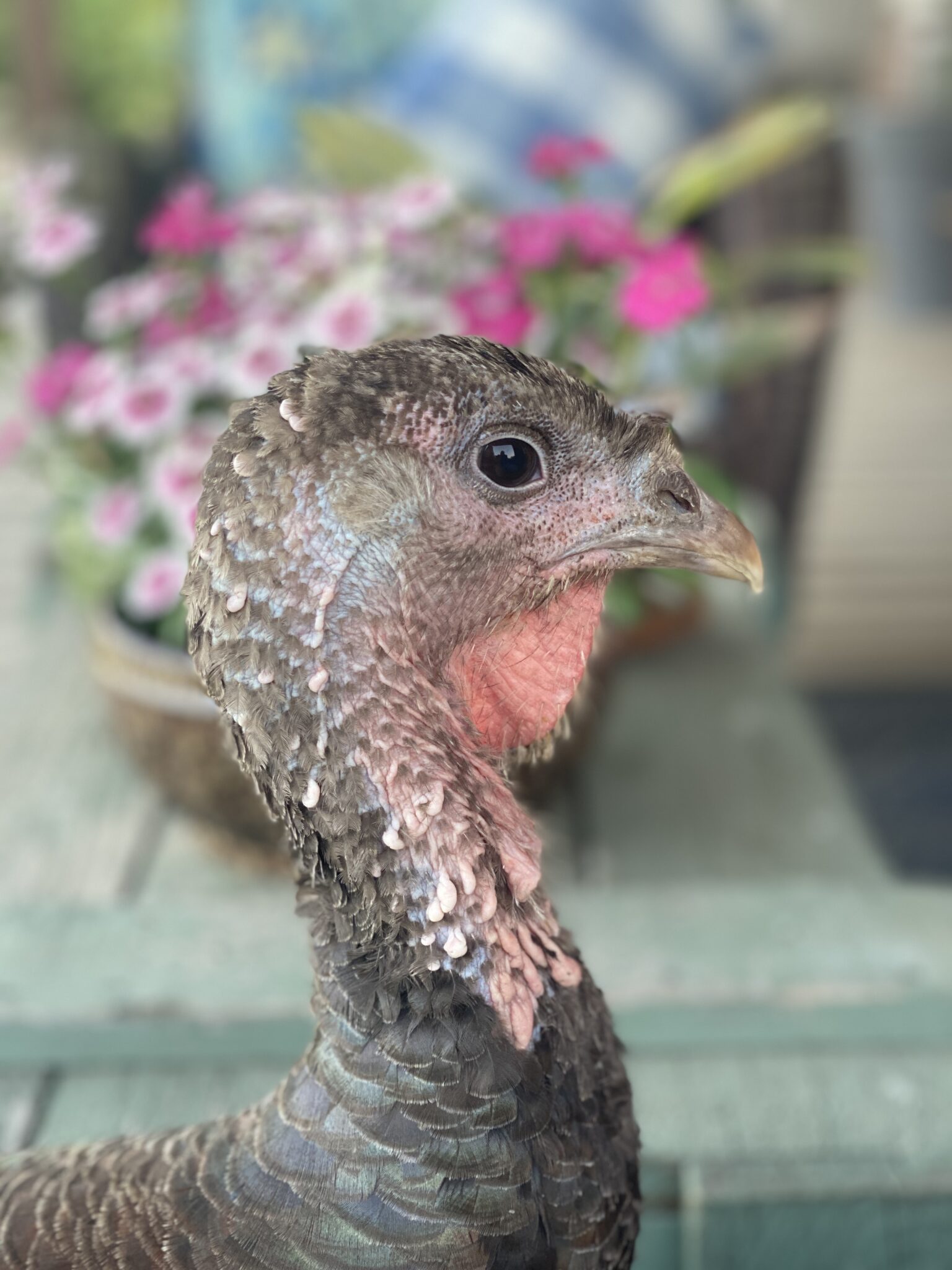 How we treated Houdini our pet turkey with bumblefoot and a broken ...